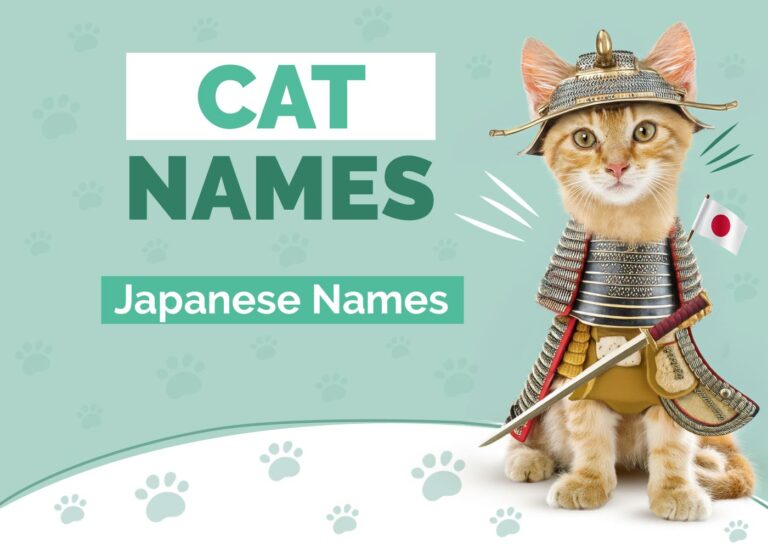 150+ Indian Cat Names With Meanings: Our Top Picks for Your Cat ...