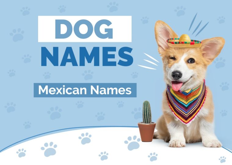 100+ Mexican Dog Names: Ideas for Your Perrito | Hepper Pet Resources