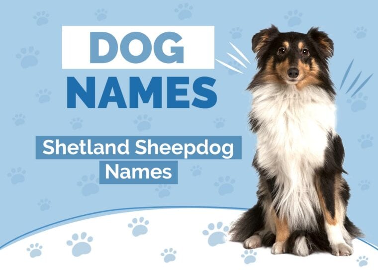425 Cool Names for Shetland Sheepdogs: Ideas for Family Dogs | Hepper ...