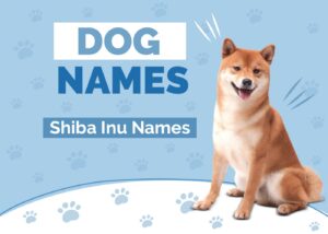 100+ Shiba Inu Dog Names: Fun, Meaningful & Japanese Ideas | Hepper Pet ...