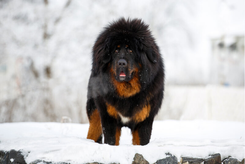 20 Best Guard Dogs: Breeds That Will Protect Your Family (With Pictures ...