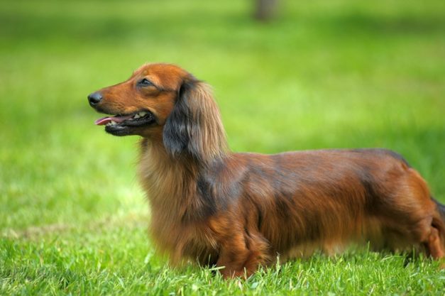 Long-Haired Dachshund: Pictures, Guide Info & More | Hepper Pet Resources