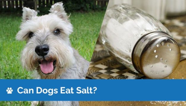 Can Dogs Eat Salt? Vet Approved Health & Safety Guide | Hepper Pet ...