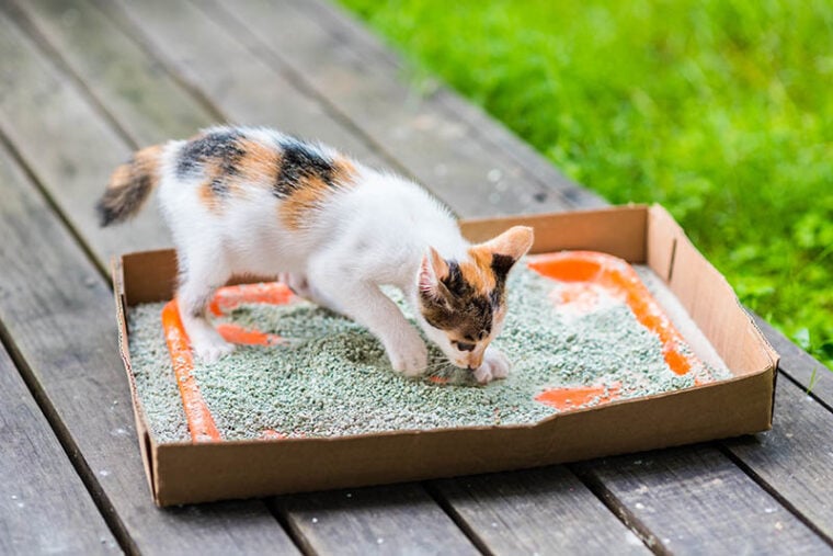 Can a Cat Die From Stress? Vet-Reviewed Health Risks and How to Help ...