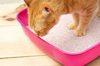 Pretty Litter Colors: What Do They Mean? (With Color Chart) | Hepper ...
