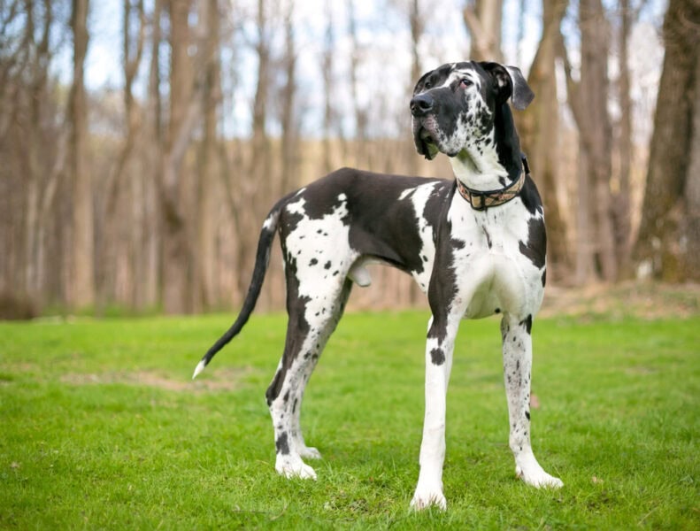 Are Great Danes Aggressive? Vet-Reviewed Breed Temperament Facts ...