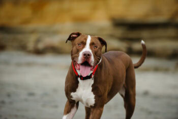 American Pitbull Terrier Dog Breed: Info, Pictures, Temperament ...