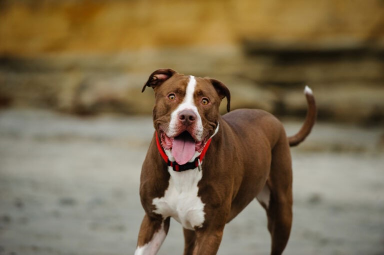 American Pitbull Terrier Dog Breed: Info, Pictures, Temperament ...