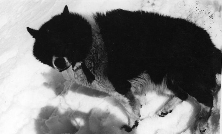 20 Extinct Dogs: Breeds That No Longer Exist (with Info & Illustrations ...
