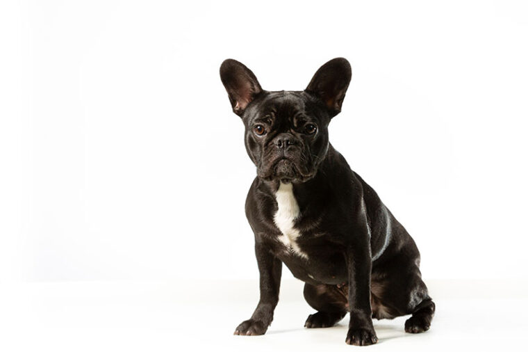 8 English Bulldog Colors & Markings (With Pictures) | Hepper Pet Resources