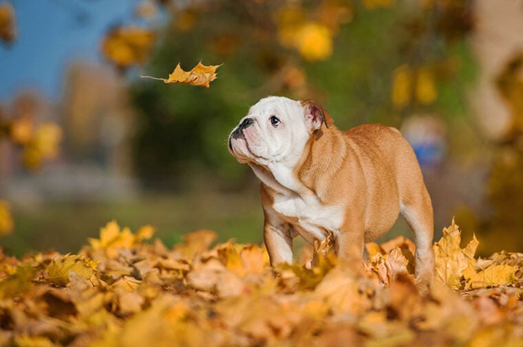 8 English Bulldog Colors & Markings (With Pictures) | Hepper Pet Resources