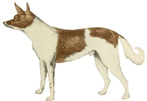 20 Extinct Dogs: Breeds That No Longer Exist (with Info & Illustrations ...
