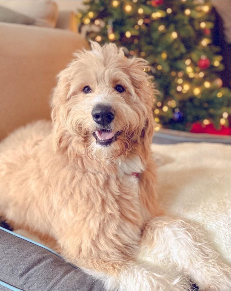 48 Poodle Mixes: Which Cross-Breed Is Right for You? (With Pictures ...