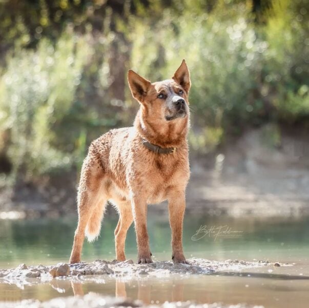 3 Australian Cattle Dog Colors & Markings (With Pictures) | Hepper Pet ...