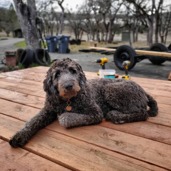 48 Poodle Mixes: Which Cross-Breed Is Right for You? (With Pictures ...