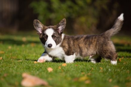 9 Corgi Colors & Markings (With Pictures) | Hepper Pet Resources