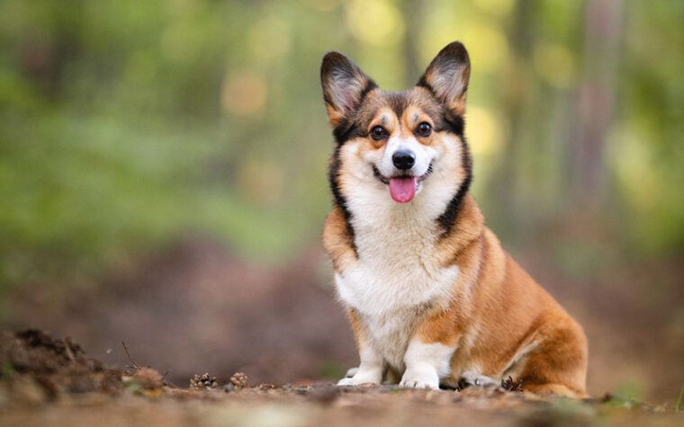 9 Corgi Colors & Markings (With Pictures) | Hepper Pet Resources