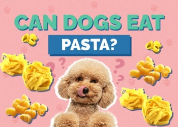 Can Dogs Eat Pasta? Vet-Approved Nutrition Facts & Safety Guide ...