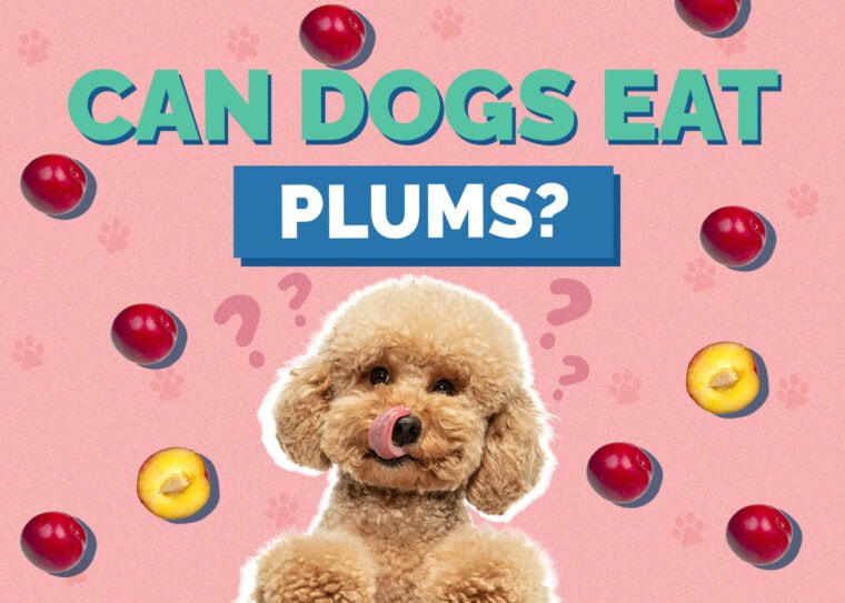 Can Dogs Eat Plums? Vet-Verified Facts & Safety Guide | Hepper Pet ...
