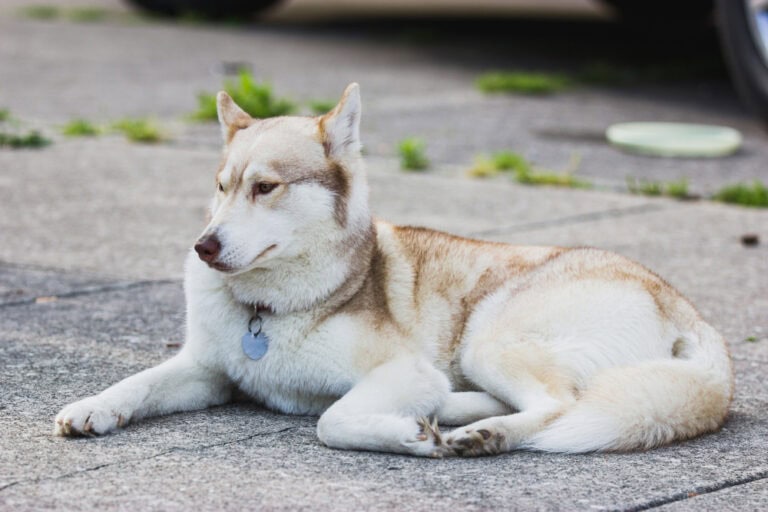 16 Siberian Husky Coat Colors, Patterns, & Markings (With Pictures ...