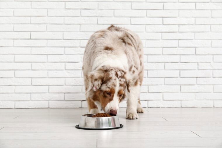 How to Make Your Dog Smell Good Naturally: 7 Vet Approved Ways | Hepper ...