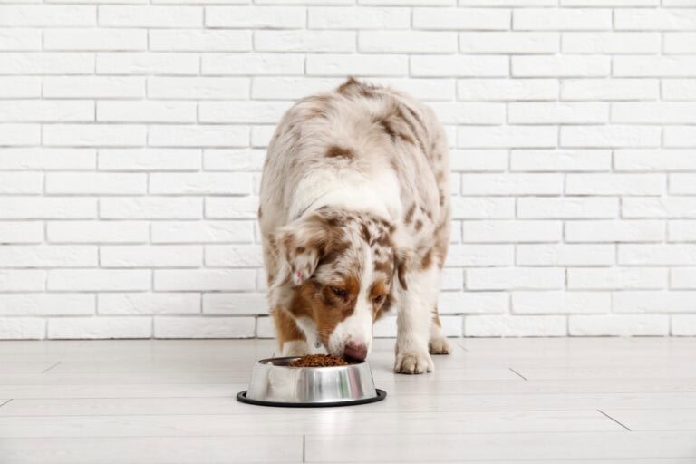 How to Make Your Dog Smell Good Naturally: 7 Vet Approved Ways | Hepper ...