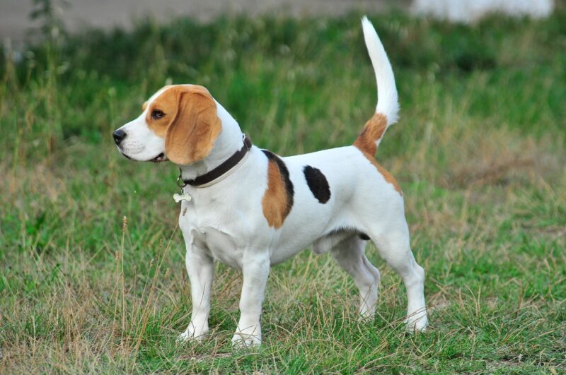 17 Short-Haired Dog Breeds (with Info & Pictures) | Hepper Pet Resources