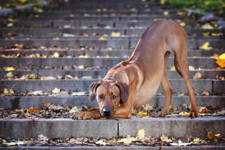 Can Dogs Eat Spam? Is Spam Safe for Dogs to Eat? Vet-Verified Facts ...