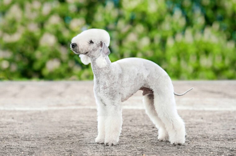 235 Dog Breeds That Start With B: A Complete List | Hepper Pet Resources
