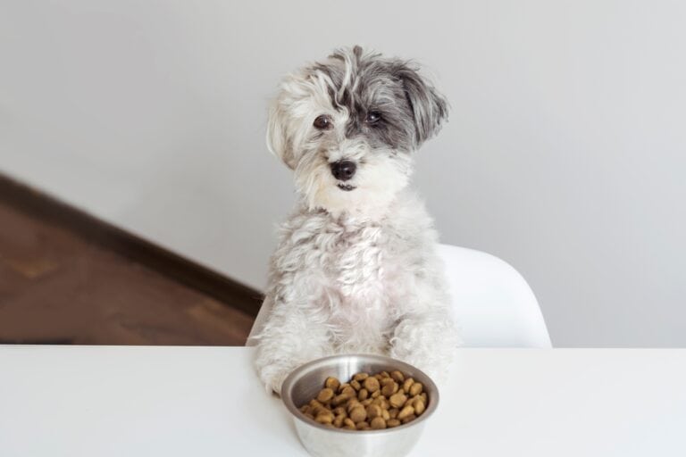 Vaginitis in Dogs: Causes, Signs & Treatment (Vet Answer) | Hepper Pet ...