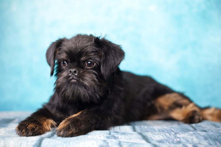 Brussels Griffon: Pictures, Info, Temperament & Traits | Hepper Pet ...