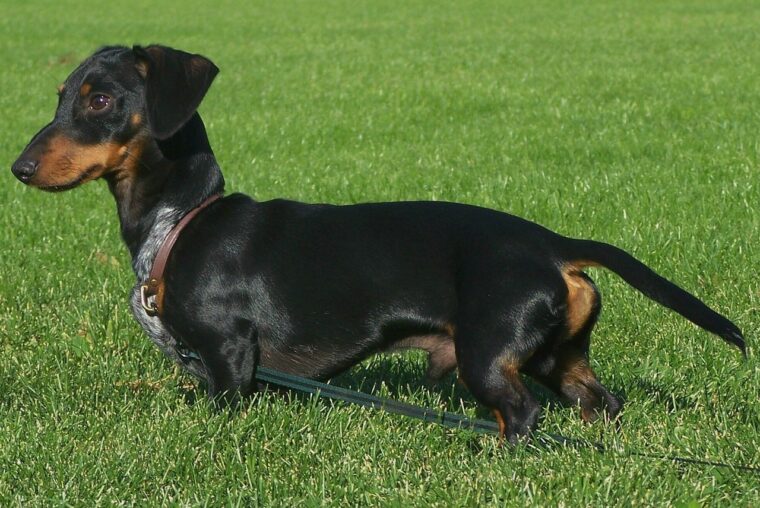 6 Types of Dachshunds: Wiener Dog Info, Pictures, Traits & More ...