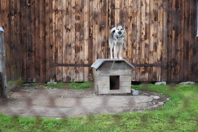 15 Types of Dog Houses & Their Differences (With Pictures) | Hepper Pet ...