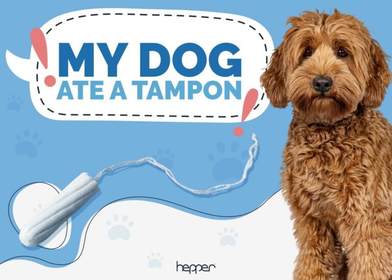 My Dog Ate a Tampon! Our Vet Explains What to Do | Hepper Pet Resources