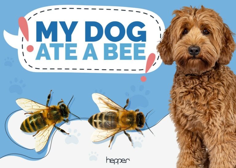 My Dog Ate a Bee! Here’s What to Do (Vet Answer) | Hepper Pet Resources