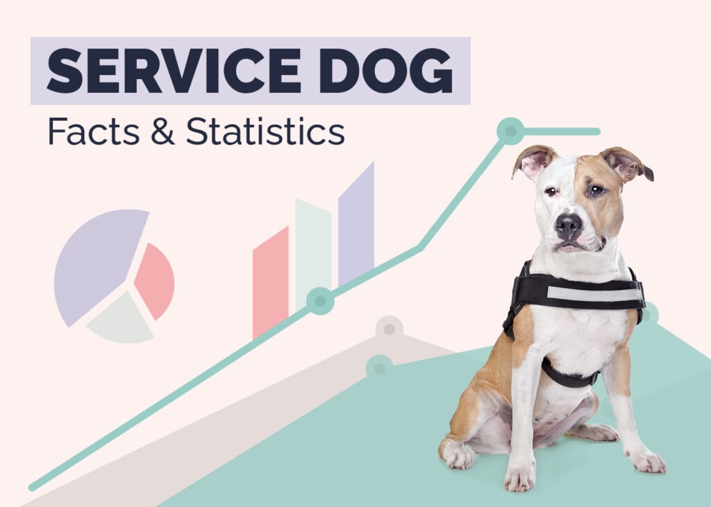 10 Interesting Service Dog Statistics (Updated in 2026) | Hepper Pet ...