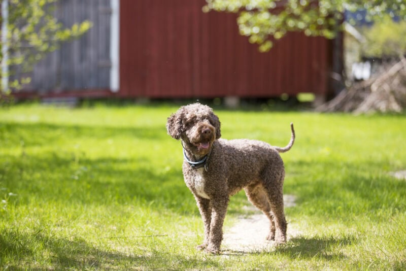 Lagotto Romagnolo: Dog Breed Info, Pictures & Facts | Hepper Pet Resources