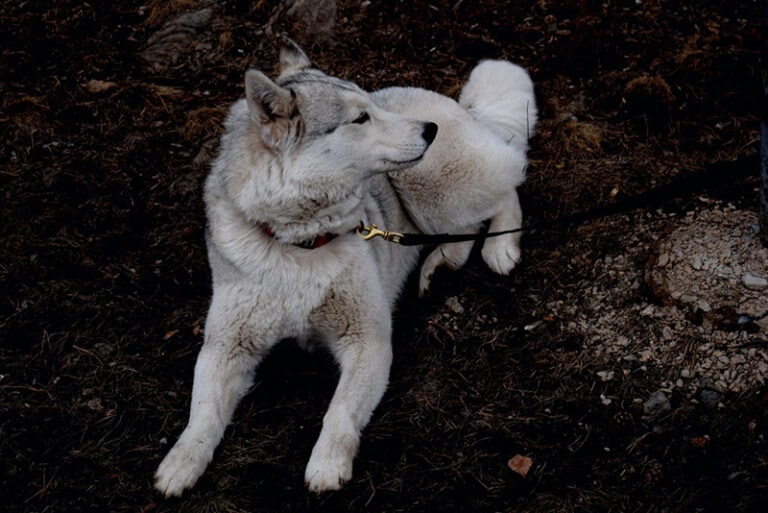 7 Korean Dog Breeds (With Info, Pictures, Facts & History) | Hepper Pet ...