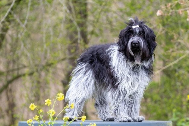 15 Shaggy Dog Breeds: Info, Pictures & Facts | Hepper Pet Resources