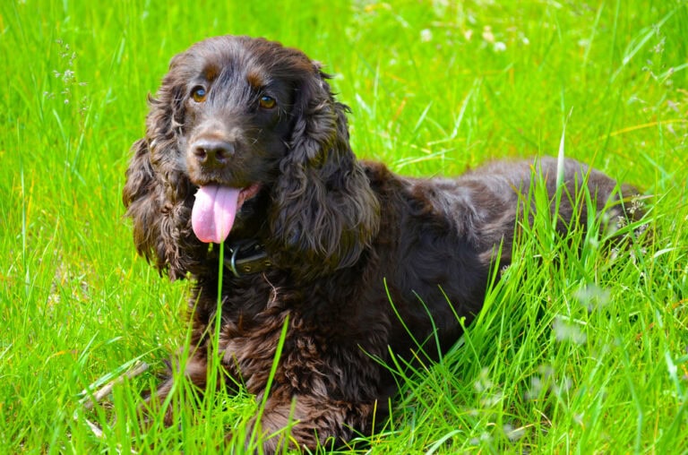 Are Cocker Spaniels Hypoallergenic? Shedding Habits & FAQs | Hepper Pet ...