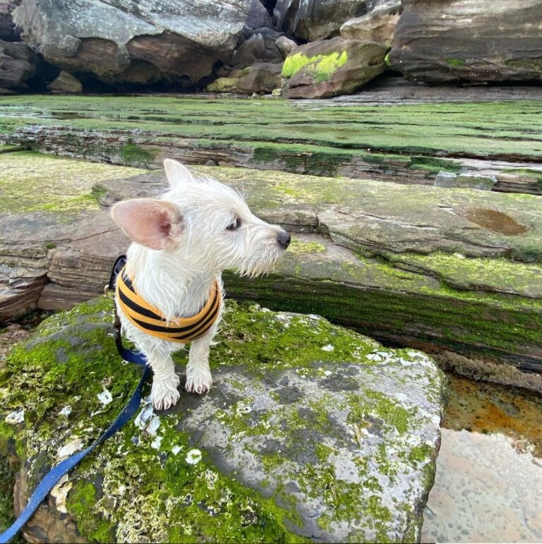 49 Dog Breeds That Start With W – Complete List (With Info & Pictures ...