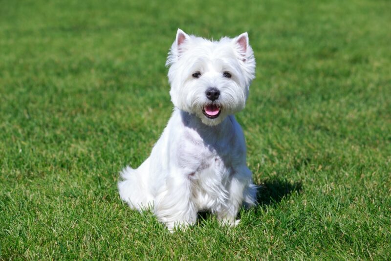5 Adorable Westie Haircuts You Can Try At Home (With Pictures) | Hepper ...