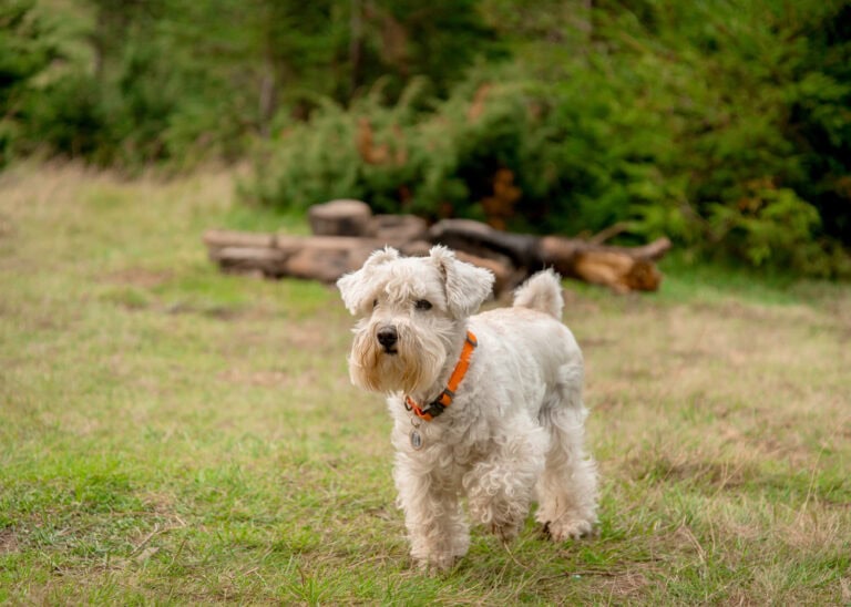 White Miniature Schnauzer - Facts, Origin & History (With Pictures ...