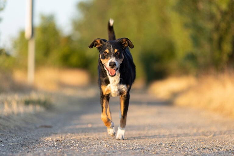 8 Swiss Dog Breeds (With Info & Pictures) | Hepper Pet Resources