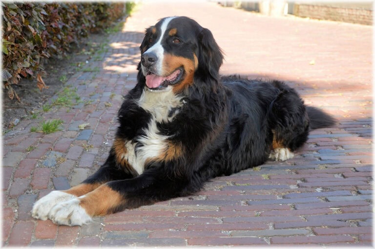 8 Swiss Dog Breeds (With Info & Pictures) | Hepper Pet Resources