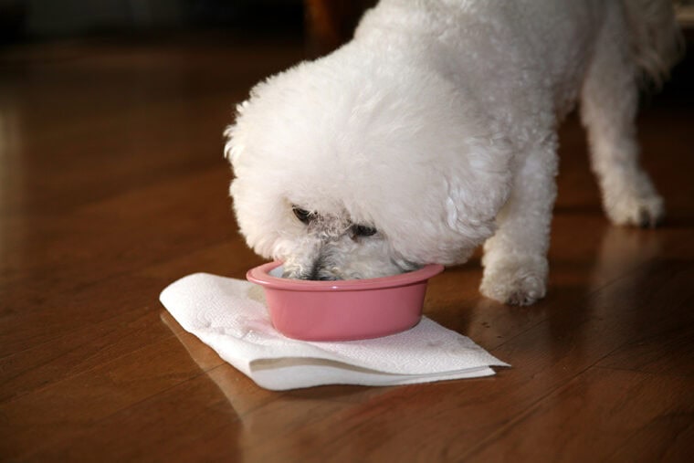 Can Dogs Eat Cookies? Vet-Approved Nutrition Facts & Info | Hepper Pet ...