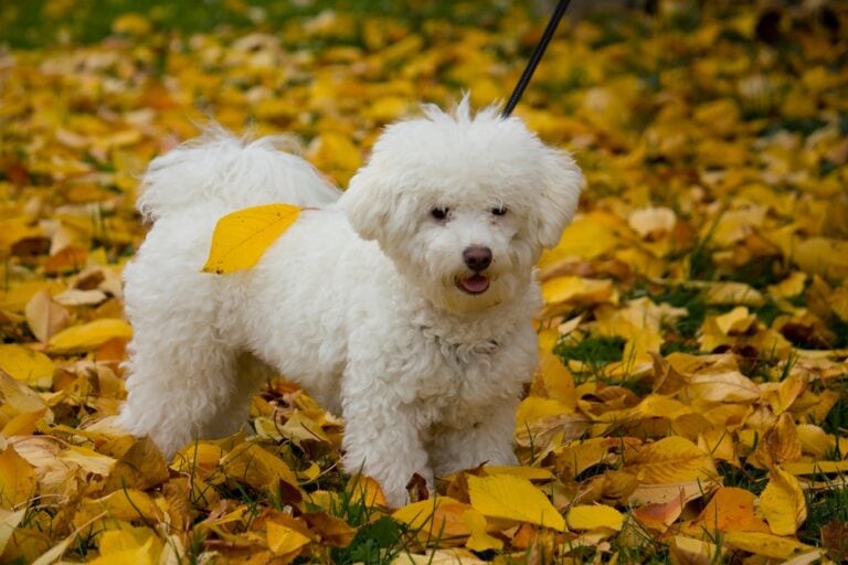 30 European Dog Breeds: A Complete Overview (With Info & Pictures ...