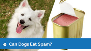 Can Dogs Eat Spam? Is Spam Safe for Dogs to Eat? Vet-Verified Facts ...