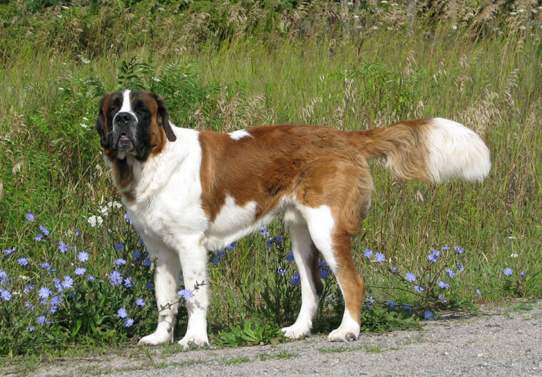9 Types of Mountain Dog Breeds & Their Differences (With Info ...