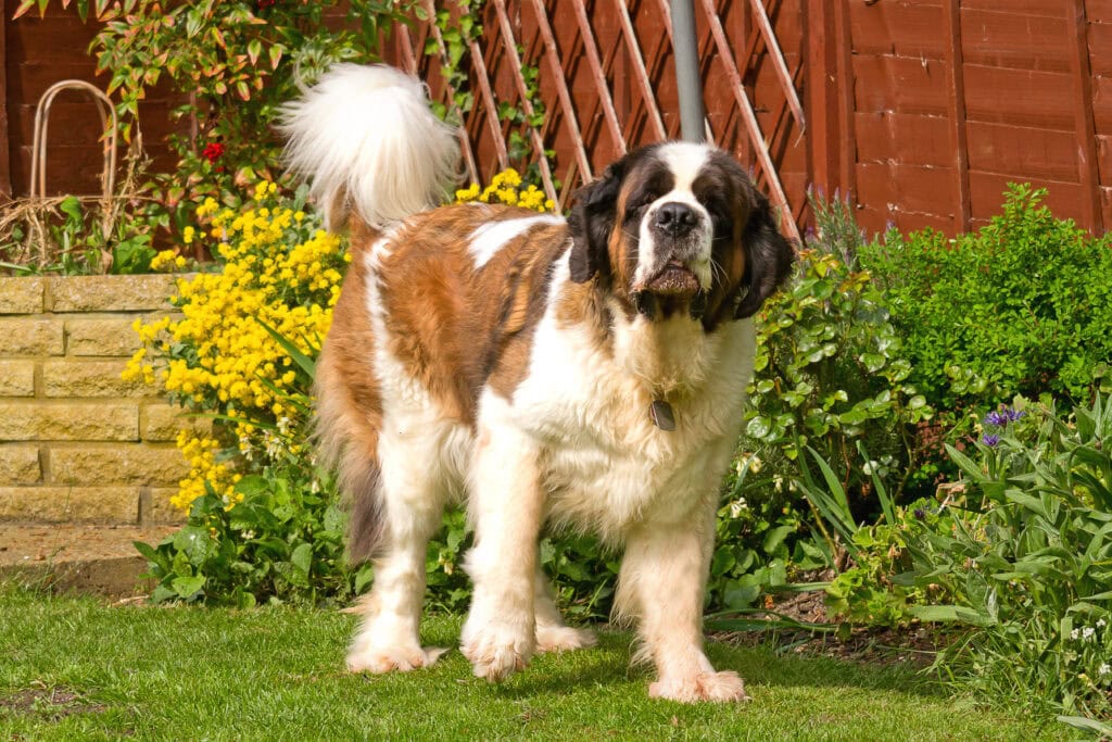 8 Swiss Dog Breeds (With Info & Pictures) | Hepper Pet Resources